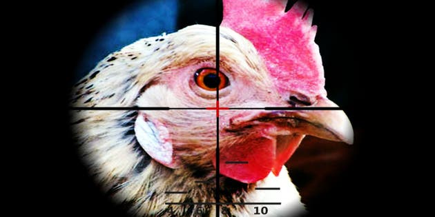 The surprisingly complicated history of chickens in Counter-Strike ...
